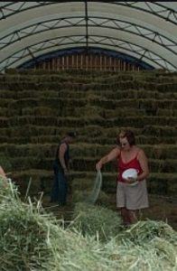 Save Wet Hay Bales by Salting Hay - Did you Know That Way? - Sand Creek ...