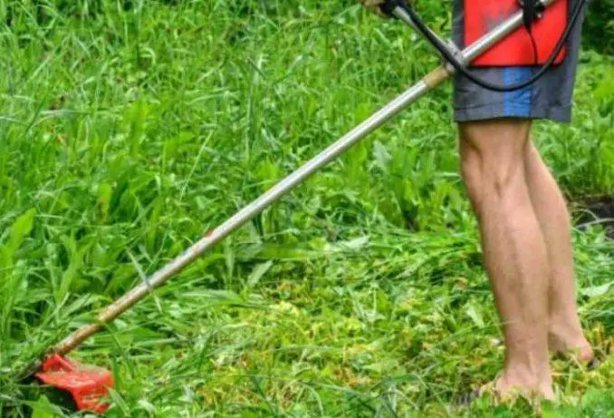 Best Way To Clear Brush And Vines - Sand Creek Farm