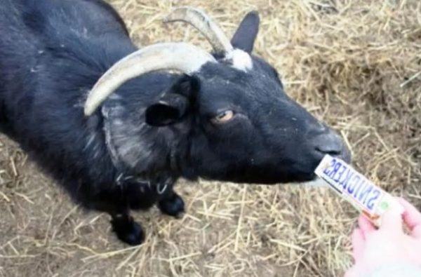 Can Goats Eat Chocolate? - Sand Creek Farm