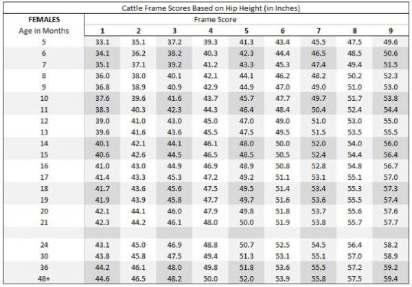 At What Age Should You Cull a Beef Cow - Eastin Theong