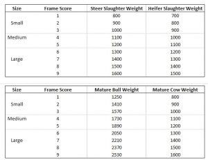 Best Age To Slaughter Beef Cattle - Sand Creek Farm