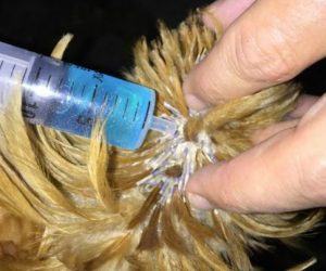 Ivermectin For Chickens - All You Need To Know! - Sand Creek Farm