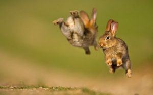 How High Can Rabbits Jump? - Sand Creek Farm