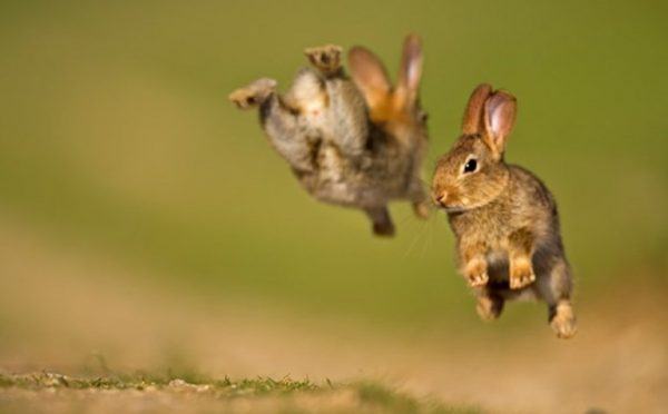 How High Can Rabbits Jump? - Sand Creek Farm