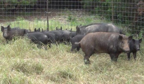 What Is A Group Of Pigs Called? - Sand Creek Farm