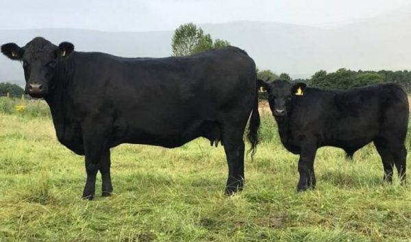 Similarities & Differences Between Hereford vs Angus Cattle - Sand ...