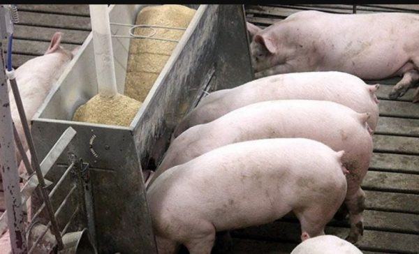 7 Best Pig Feeders 2022: Reviews & Buying Guide - Sand Creek Farm