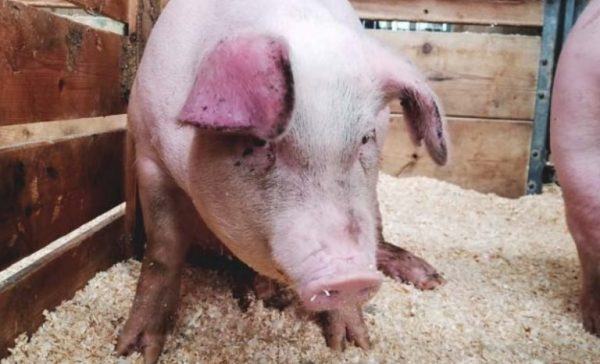 Do Pigs Eat Meat? - Sand Creek Farm