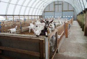 How Long Do Goats Live? - Sand Creek Farm