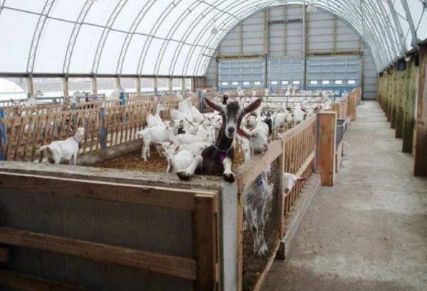 How Long Do Goats Live? - Sand Creek Farm