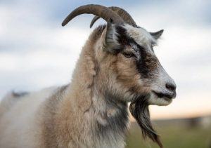 How Long Do Goats Live? - Sand Creek Farm