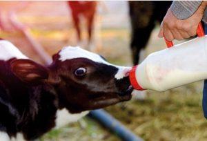 How Long Do Cows Live? - Sand Creek Farm
