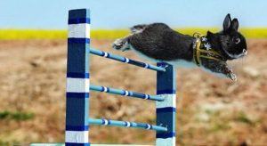 How High Can Rabbits Jump? - Sand Creek Farm