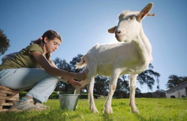 How Much Milk Does A Goat Produce? - Sand Creek Farm