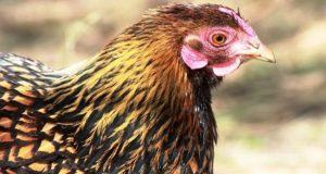 Top 10 Beautiful Yellow Chicken Breeds - Sand Creek Farm