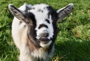 Keep This Baby Goat Poop Chart To React In Time - Sand Creek Farm