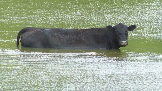Can Cows Swim? Do Cows Like Water & Swimming? - Sand Creek Farm