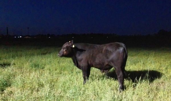 Do Cows Cry Tears? [The Truth Revealed] - Sand Creek Farm