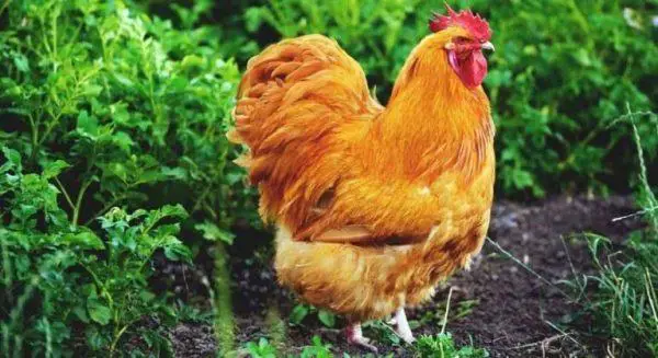 Top 10 Beautiful Yellow Chicken Breeds - Sand Creek Farm