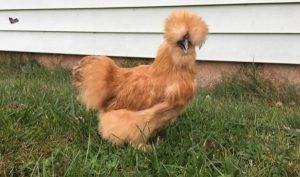 Top 10 Beautiful Yellow Chicken Breeds - Sand Creek Farm