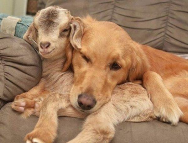 Can Goats And Dogs Live Together? - Sand Creek Farm