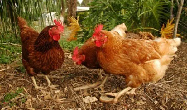 Why Do Chickens Eat Rocks? - Sand Creek Farm