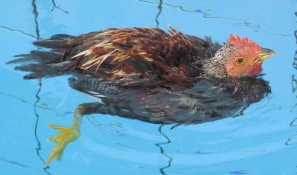 Can Chickens Swim or Float Like Ducks? - The FACTS