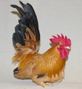 Top 10 Beautiful Yellow Chicken Breeds - Sand Creek Farm