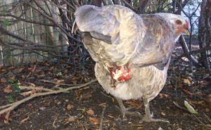 How Do Chickens Pee? - Sand Creek Farm