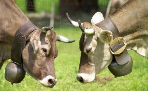 Why Do Cows Wear Bells? - Sand Creek Farm