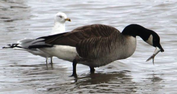 Do Geese Eat Fish? - Sand Creek Farm