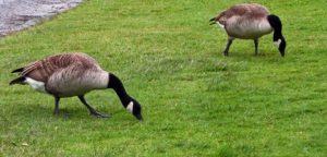 Do Geese Eat Fish? - Sand Creek Farm