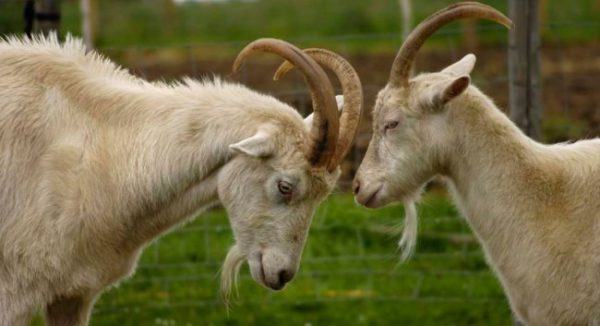 How Do Goats Show Affection With Other Goats & Human? - Sand Creek Farm