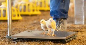 How Much Do Chickens Weigh? - Sand Creek Farm