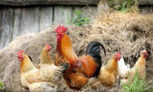 Do Chickens Lay Eggs Without A Rooster? - Sand Creek Farm