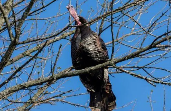 Where Do Turkeys Sleep? - Sand Creek Farm