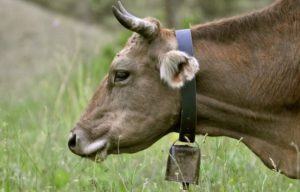 Why Do Cows Wear Bells? - Sand Creek Farm