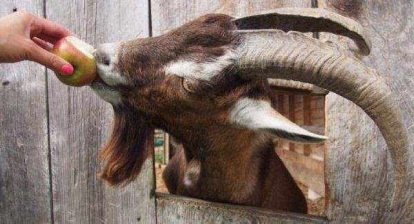Can Goats Eat Apples? - Sand Creek Farm