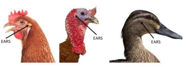 Do Chickens Have Ears? - Sand Creek Farm