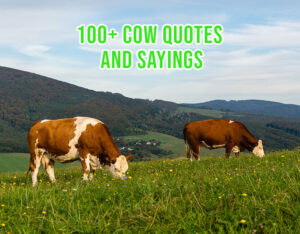 100+ Famous, Inspirational & Funny Cow Quotes and Sayings - Sand Creek Farm