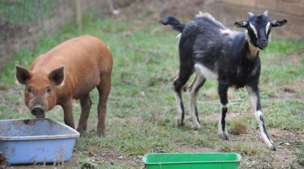 Can Goats And Pigs Live Together