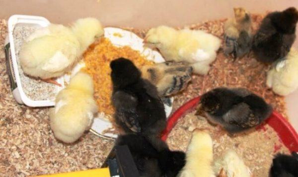 What To Feed Baby Chickens After Hatching? - Sand Creek Farm