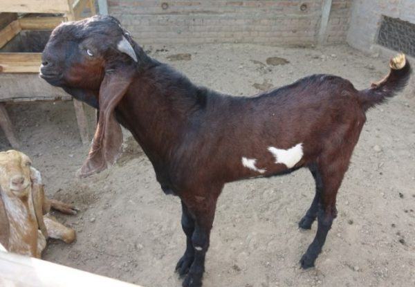 Gulabi Goat: A-Z Information You Need To Know - Sand Creek Farm