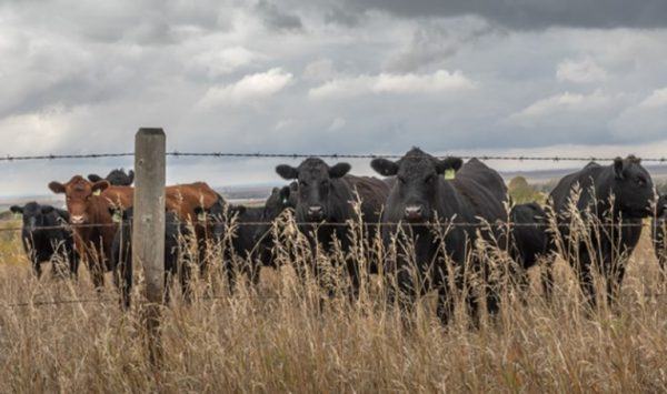 Top 8 Best Barbed Wire for Cattle Reviews (2022 Updated) - Sand Creek Farm