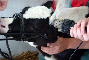 Do Female Cows Have Horns? - Sand Creek Farm