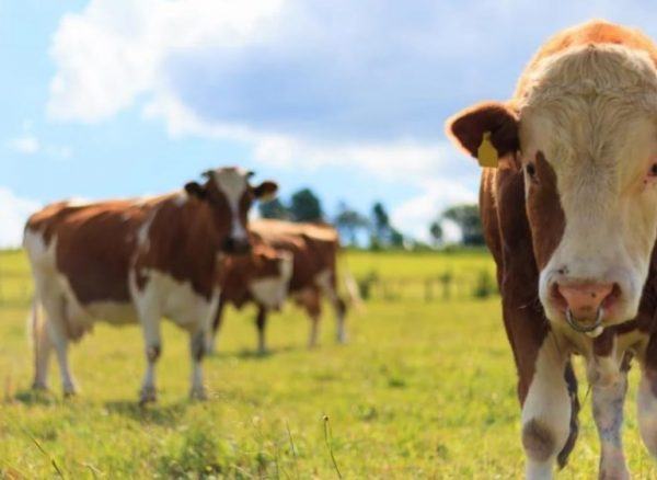 Do Female Cows Have Horns? - Sand Creek Farm