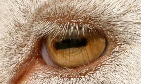 Sand Creek Farm — 10 Facts About Goat Eyes You Should Surprise