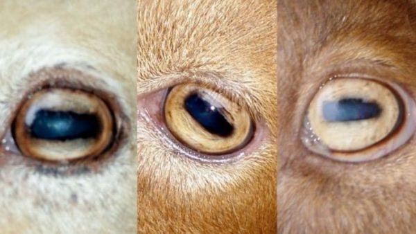 5 Facts About Goat Eyes You Will Surprise - Sand Creek Farm