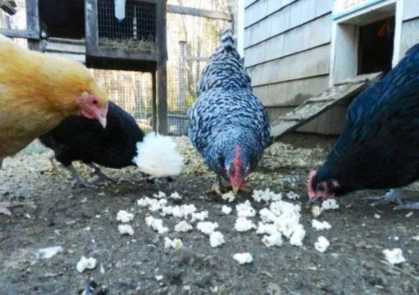 Can Chickens Eat Popcorn: Kernels, Cheese, White Cheddar? - Sand Creek Farm