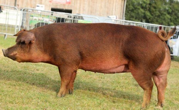 Hereford Pig Breed: Origin, Characteristics, Meat Quality, Pros & Cons ...